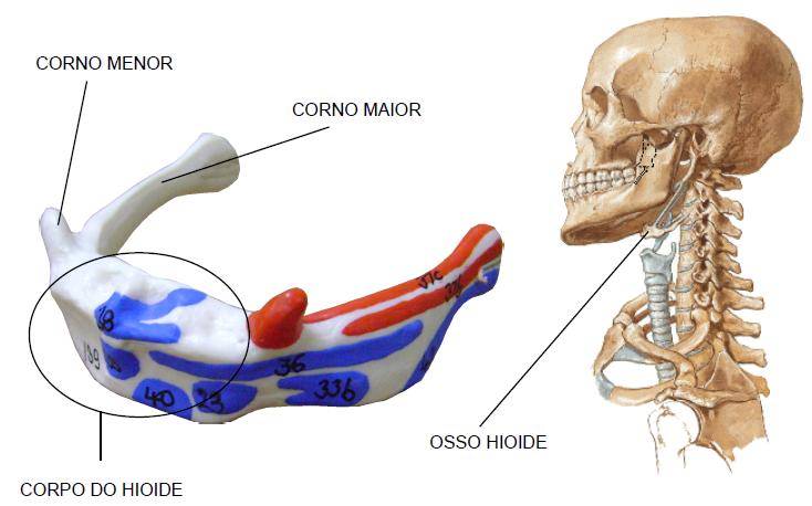 Biomedicina: Osteologia
