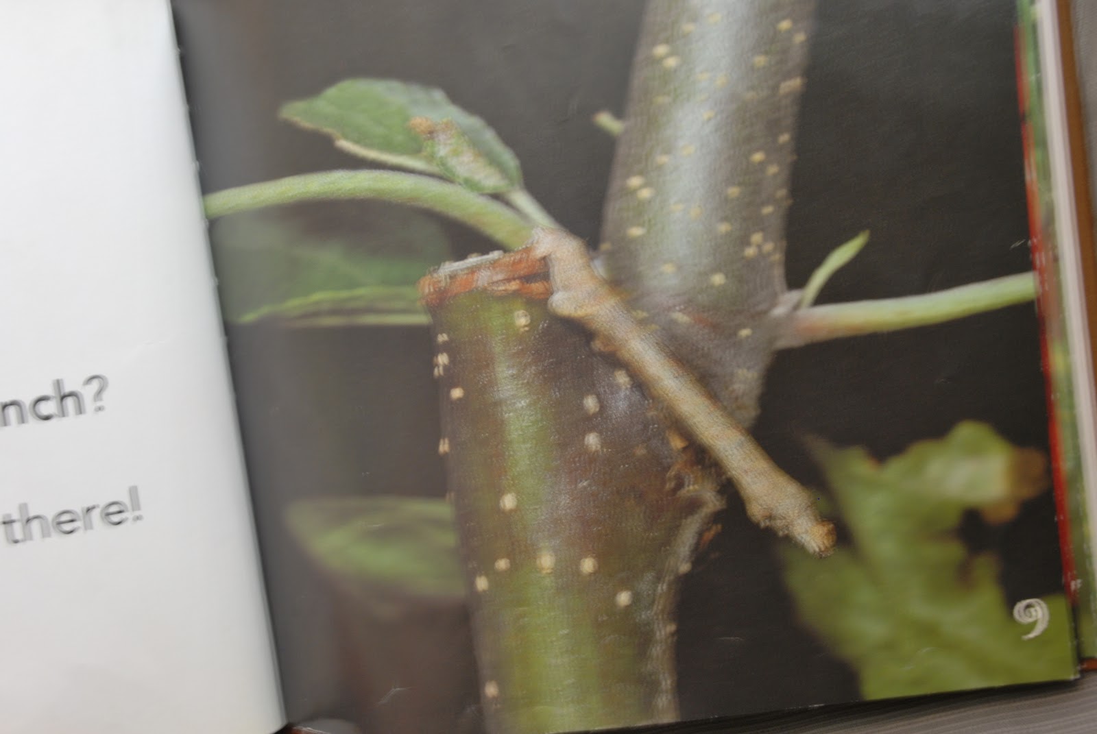 Everyday Carnival: i is for inchworm - Preschool Lesson