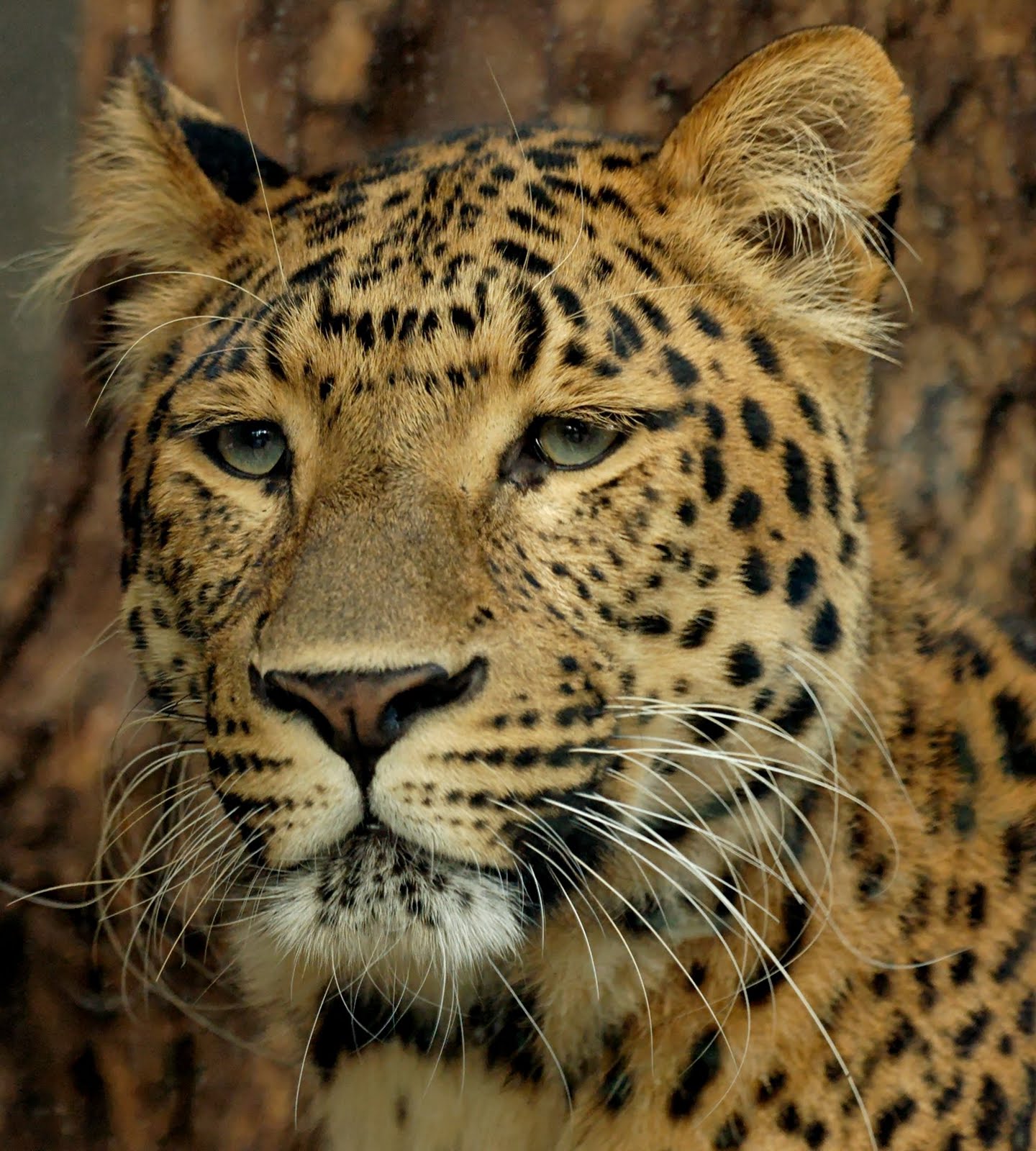 in and out of the world we live in.: Leopards