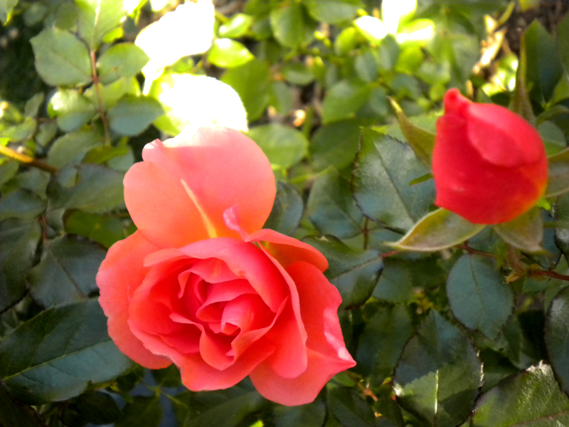 Digital Photography: Informal Balance