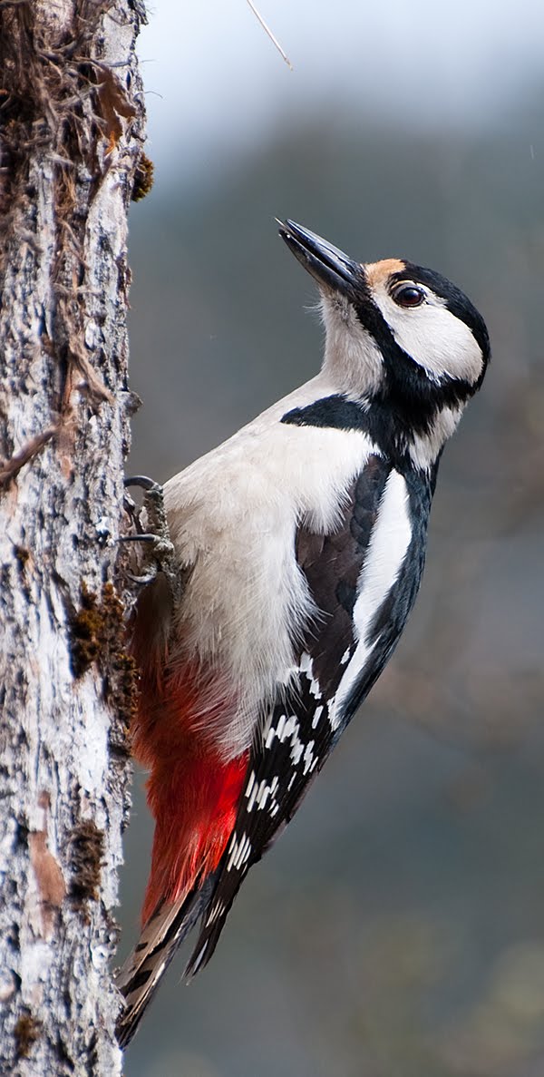 Øyvind Buljo Naturfoto: Mer flaggspett
