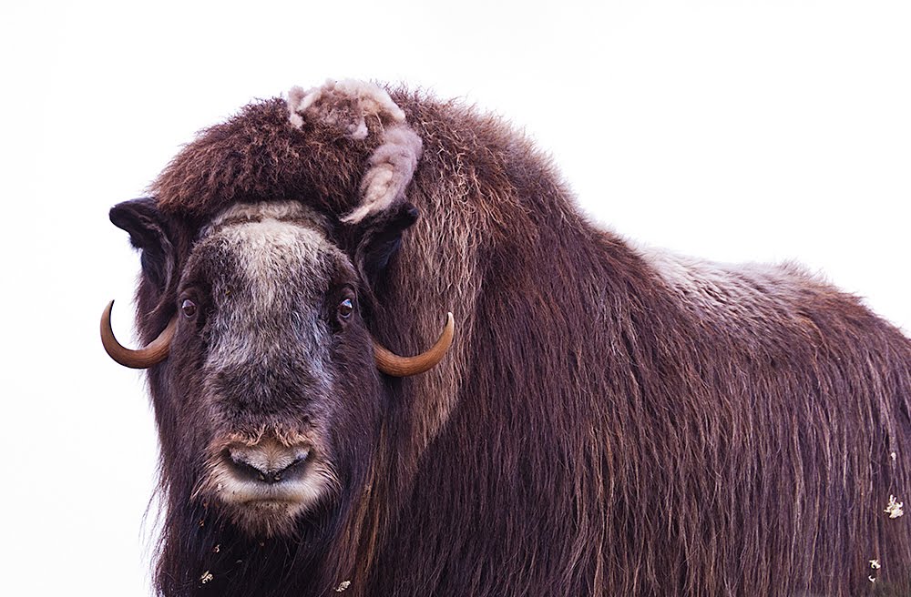Øyvind Buljo Naturfoto: Moskus på Dovre