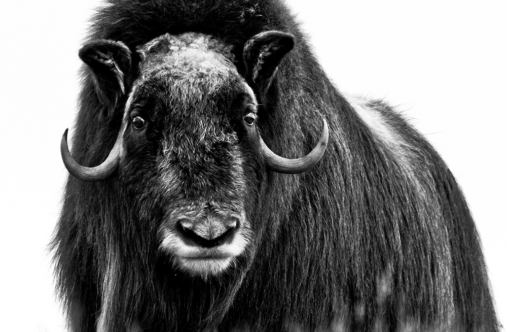 Øyvind Buljo Naturfoto: Moskus på veggen