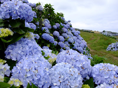 Na Rota das Hortênsias: FAIAL + HYDRANGEAS = ILHA AZUL