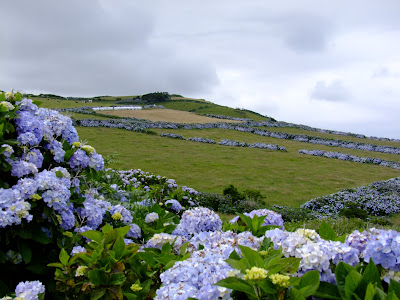 Na Rota das Hortênsias: FAIAL + HYDRANGEAS = ILHA AZUL