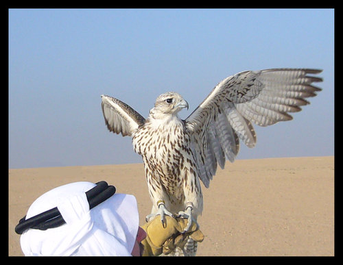 ♥ Arab mania ♥: الصقارة - Falconry traditions in UAE