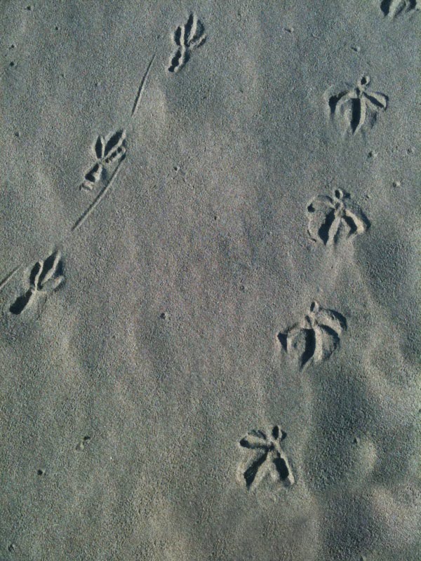 Gower Wildlife: Footprints