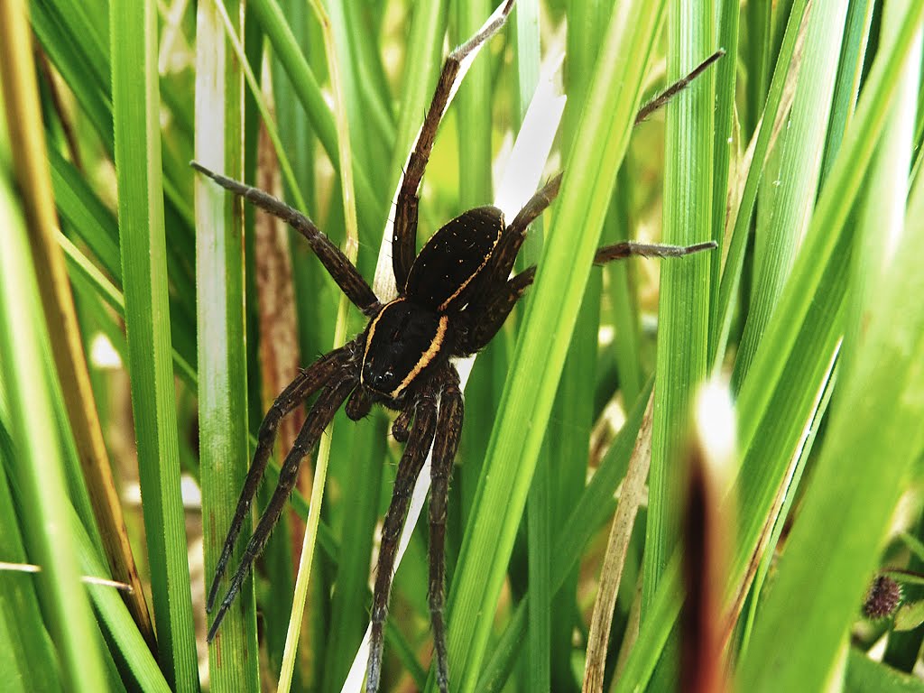 Gower Wildlife: Fen Raft Spider