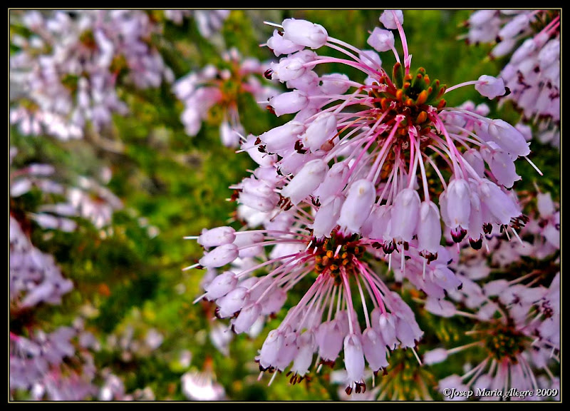 El Sitges que estimo: Una passejada pel Parc Natural del Garraf