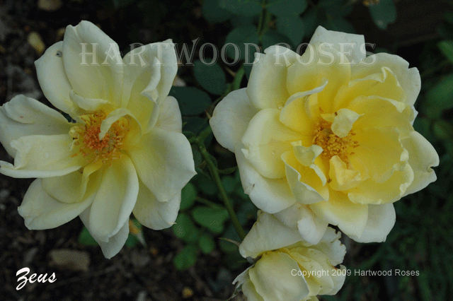 Hartwood Roses: The Beauty of Singles and Stamens.