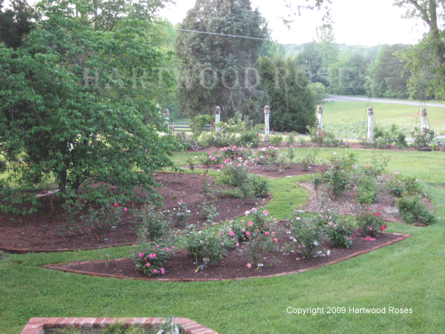 Hartwood Roses: How I Make My Rose Beds.