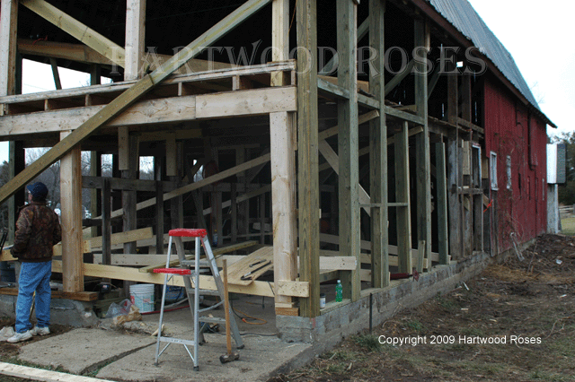 Hartwood Roses: Our Barn Restoration