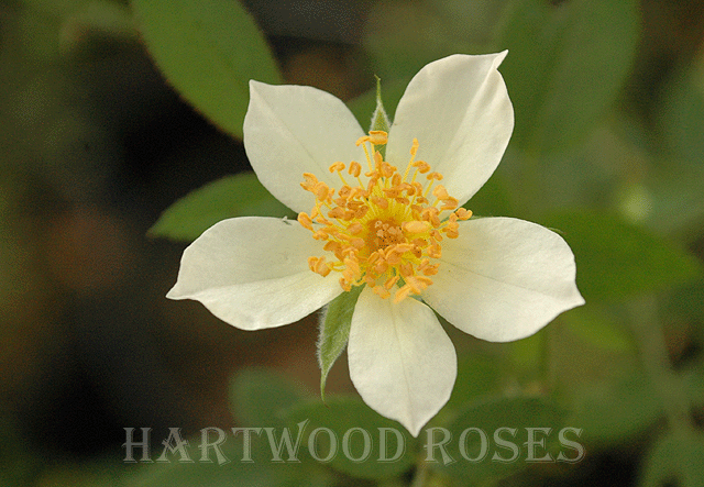 Hartwood Roses: The Smallest of the Small
