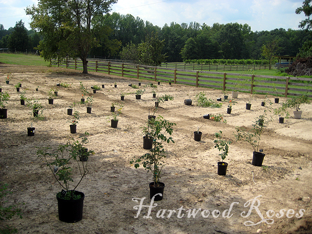 Hartwood Roses: The Making of the Rose Field