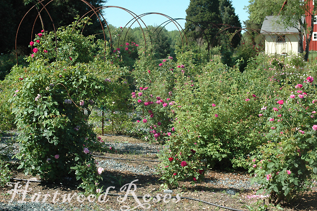 Hartwood Roses: The Making of the Rose Field