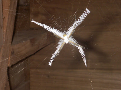 Math, Art, and Design Course Blog: Rosette Patterns- -Spider Web