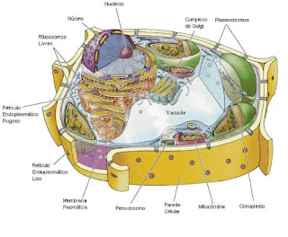 Citologia !!!!: Células Vegetais e Animais
