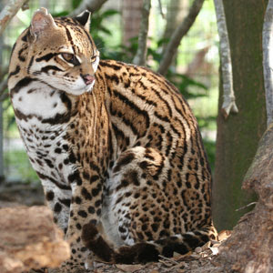 Universo Animal: Curiosidades sobre el ocelote