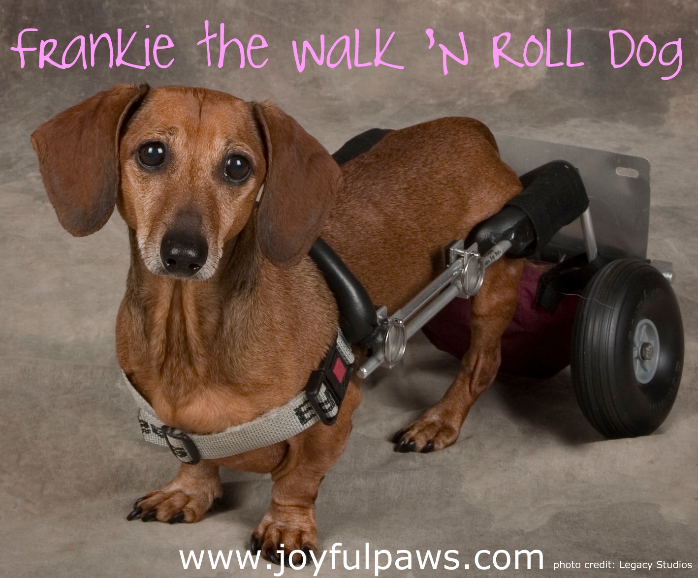 Frankie, the Walk 'N Roll Dog: Frankie's Disabled Animal Rescue ...