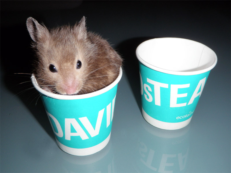 BUBBLELOVE: Milo Rambaldi