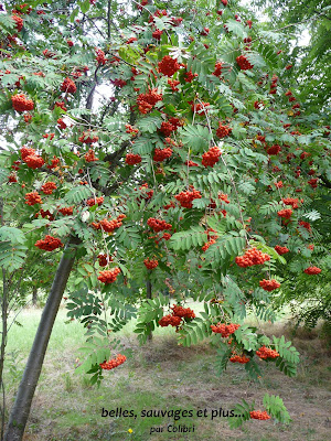 belles, sauvages et plus: sorbier des oiseleurs