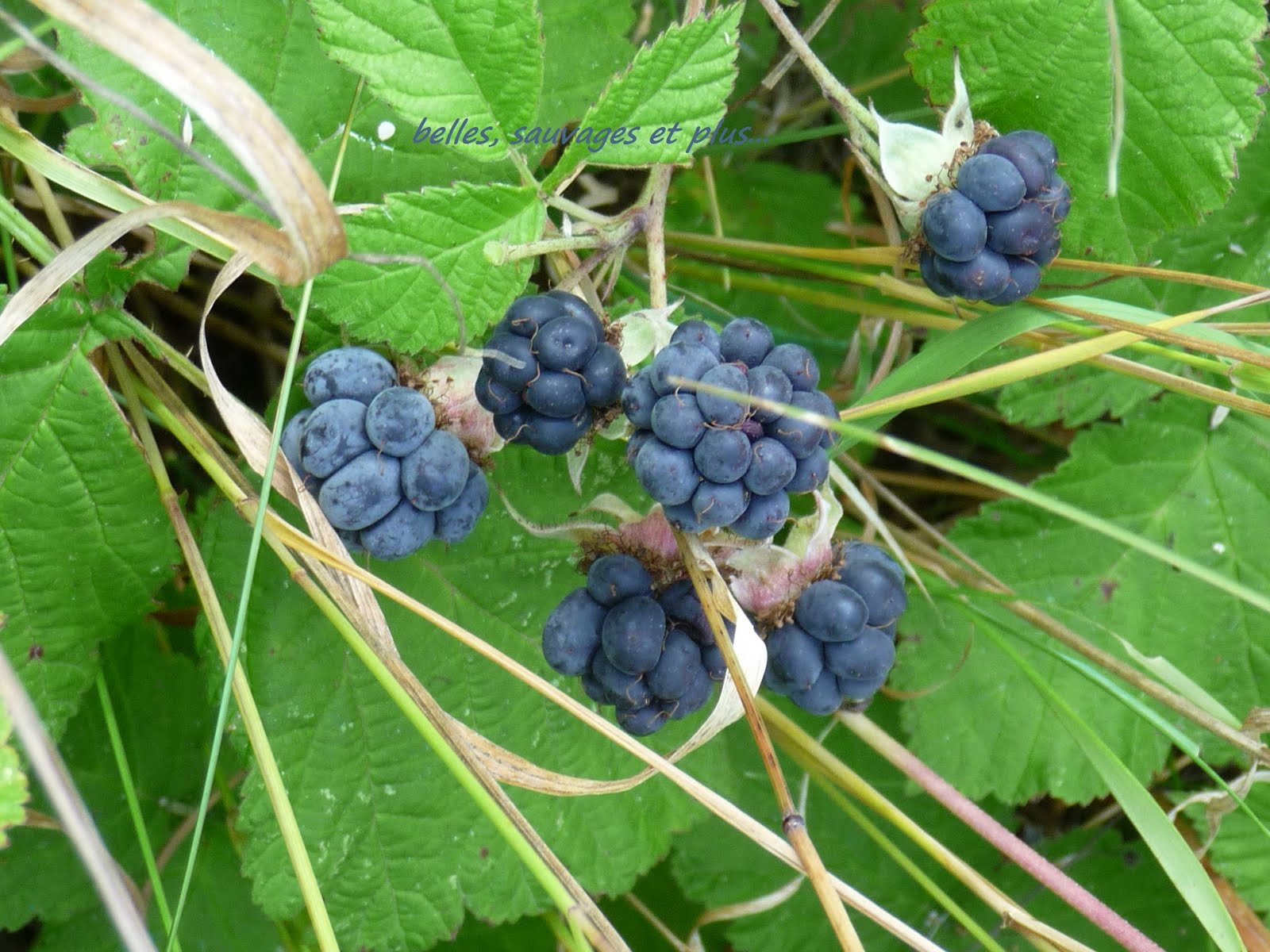 belles, sauvages et plus: ronce (mûres)