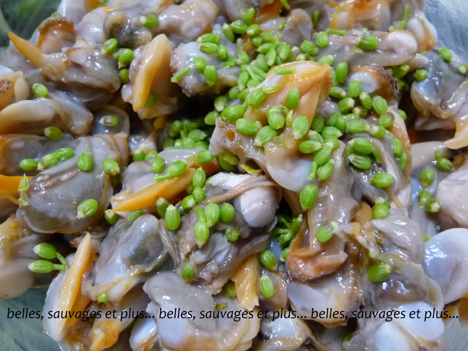 belles, sauvages et plus: au doigt et à l'oeil, les coques