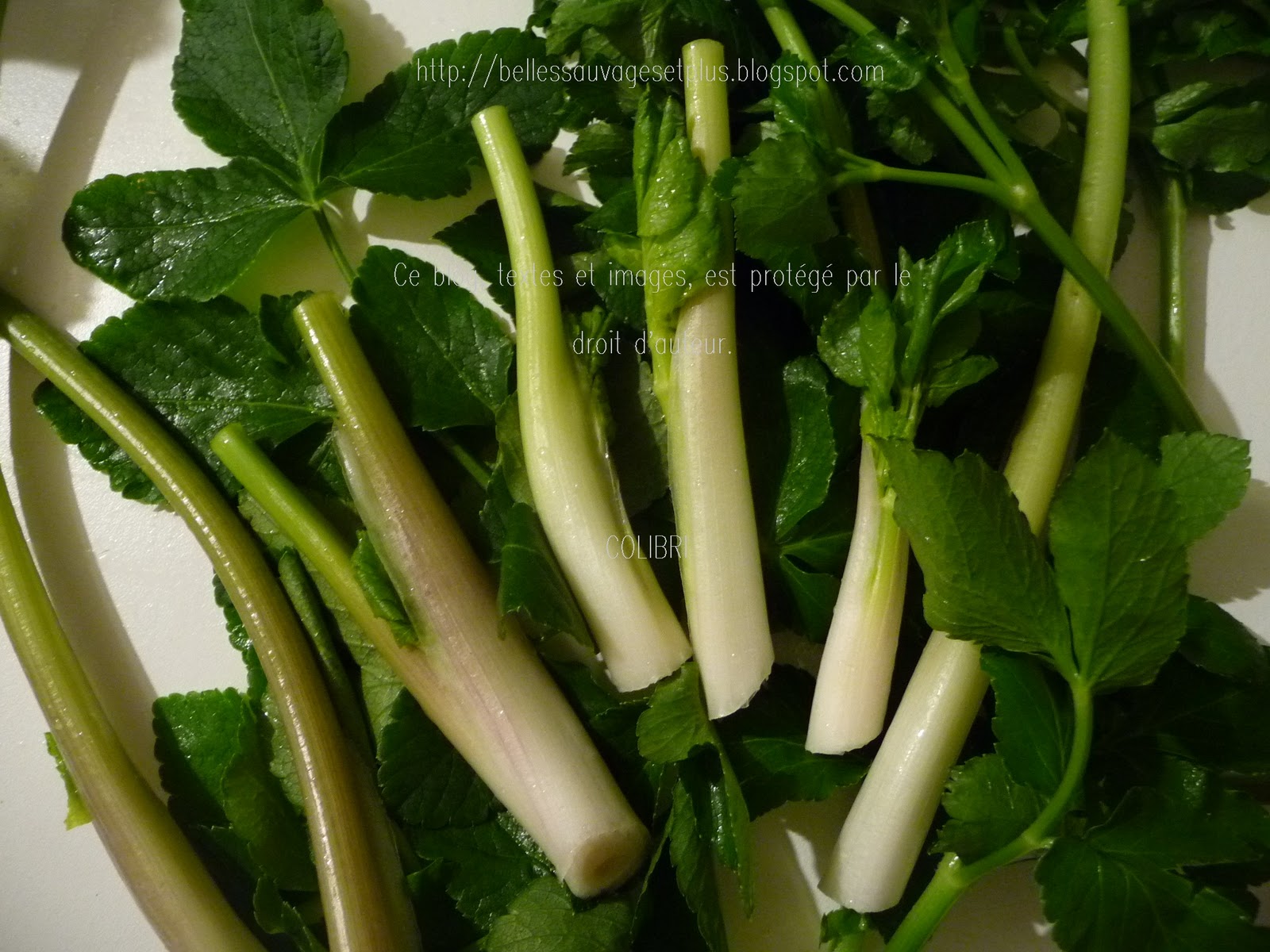 belles, sauvages et plus: ici et ailleurs, saveurs d'automne (maceron ...