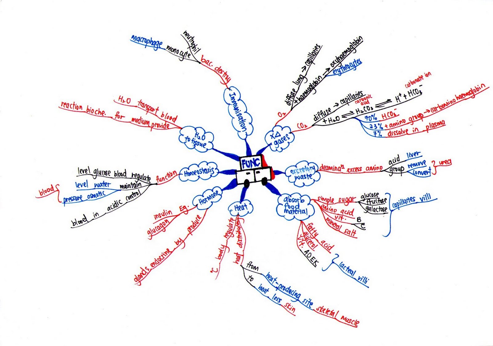 Mindmap / Peta Minda / Lakaran Idea (LI): MY NOTES IN ACTION