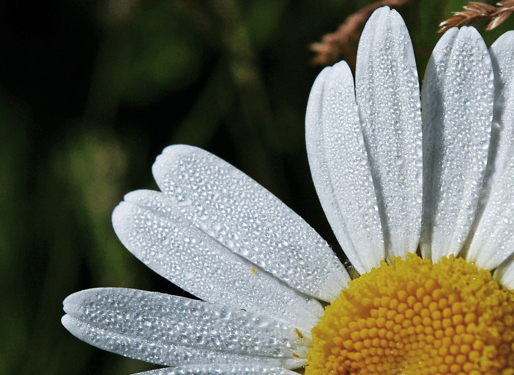 Another Soul @: Malmequer para a Mifinhas