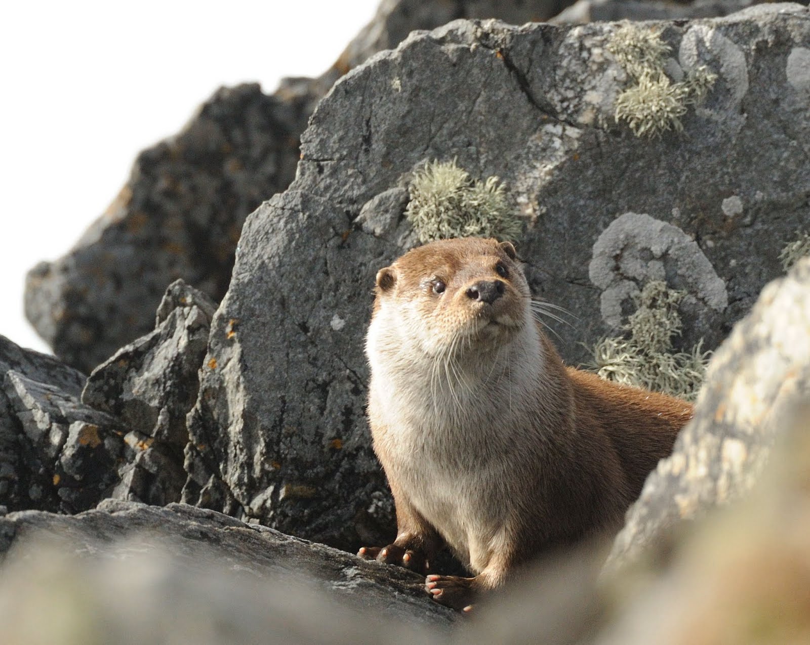 Wild Otter Diaries: May 2010