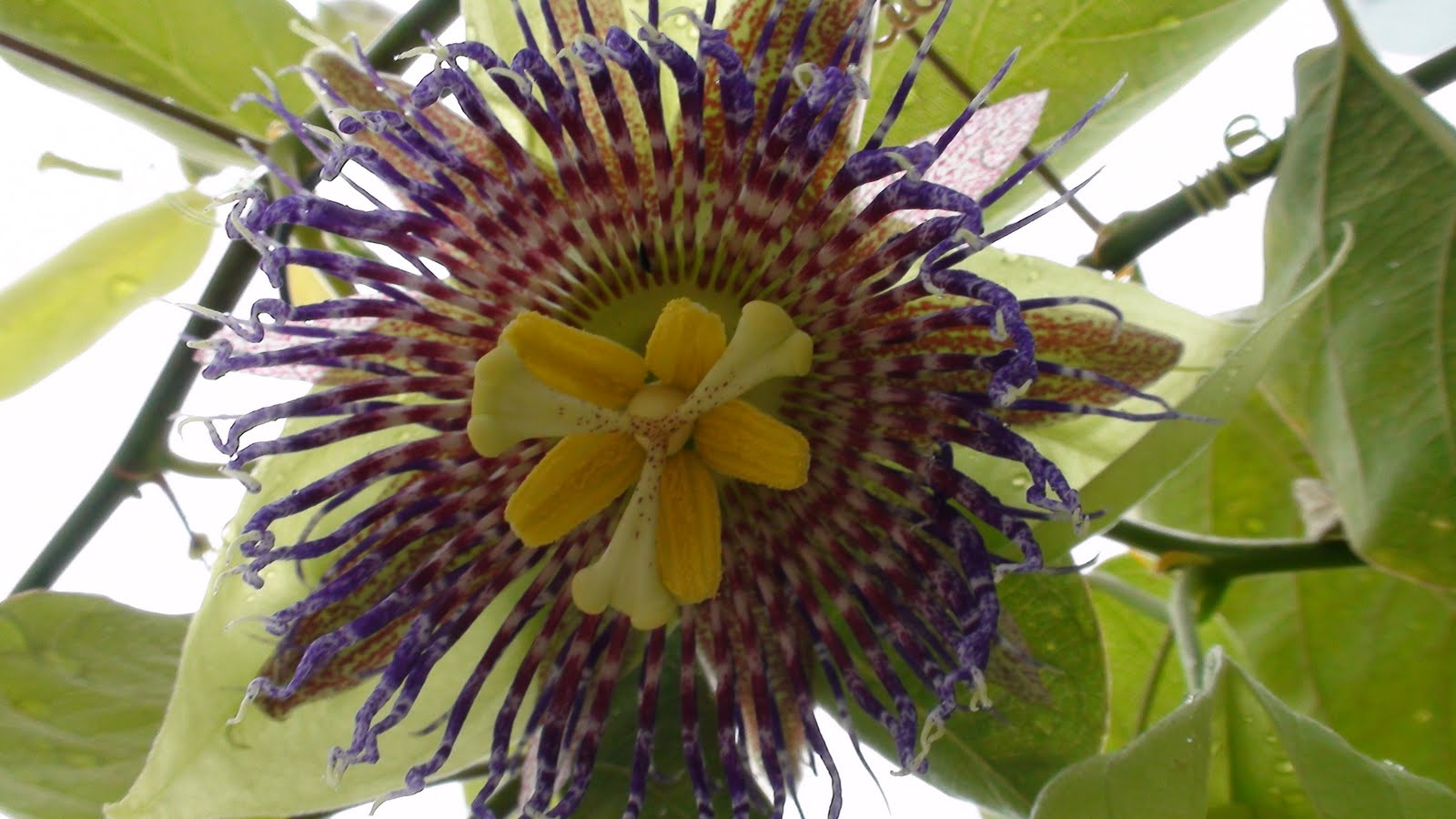 TRANSFORMACIÓN DE ALIMENTOS A BASE DE CHOLUPA: PROCESAMIENTO ...