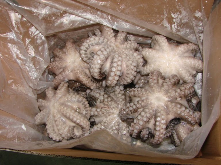 Eka Seafood Indonesia: Frozen Octopus Flower