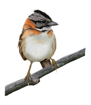 La pagina de Vicky: El chingolo de la felicidad