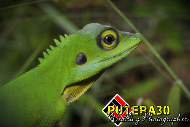 TAHUKAH ANDA !!! SESUMPAH | CICAK KUBENG | LIZARDS | ~ Johari Photographer