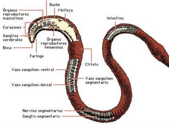Biologia III Eloy Moises Grupo:528: Practica #1 Patrones del aparato ...