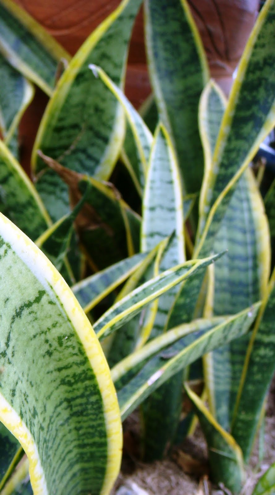 N U K I L A N: LIDAH DI SEKELILING