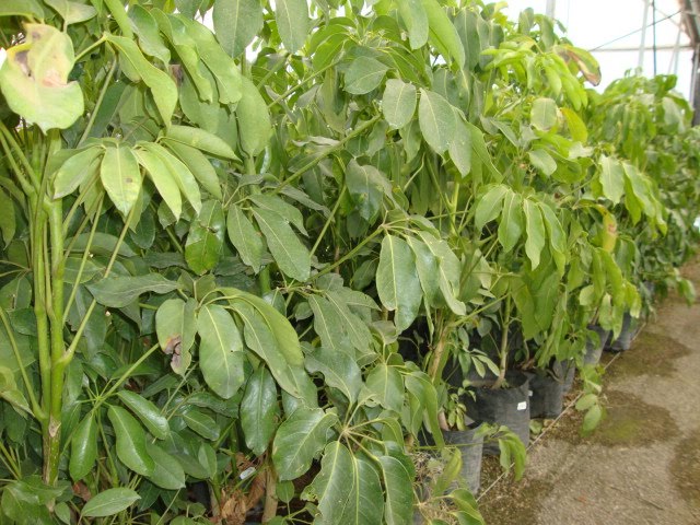 viveros residenciales del bosque: Plantas de Interior