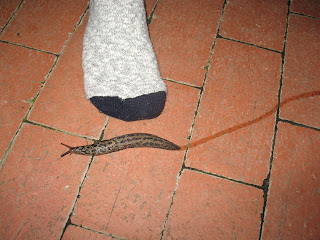 Mindy's thoughts...: The world's LARGEST slug