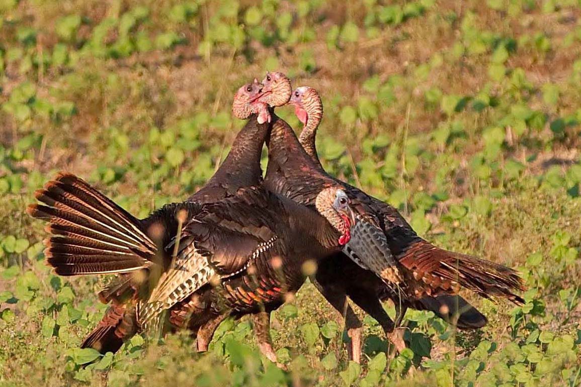 Burnt Bridges Birding: Wild Turkey