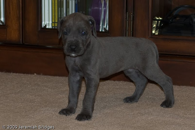 Oak Crest Danes: Gorgeous Blue Great Dane Puppies