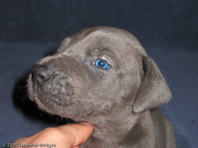 Oak Crest Danes: Gorgeous Blue Great Dane Puppies