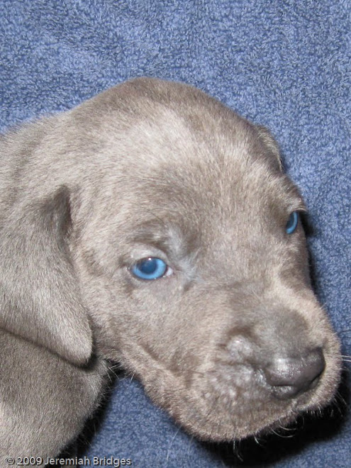 Oak Crest Danes: Gorgeous Blue Great Dane Puppies