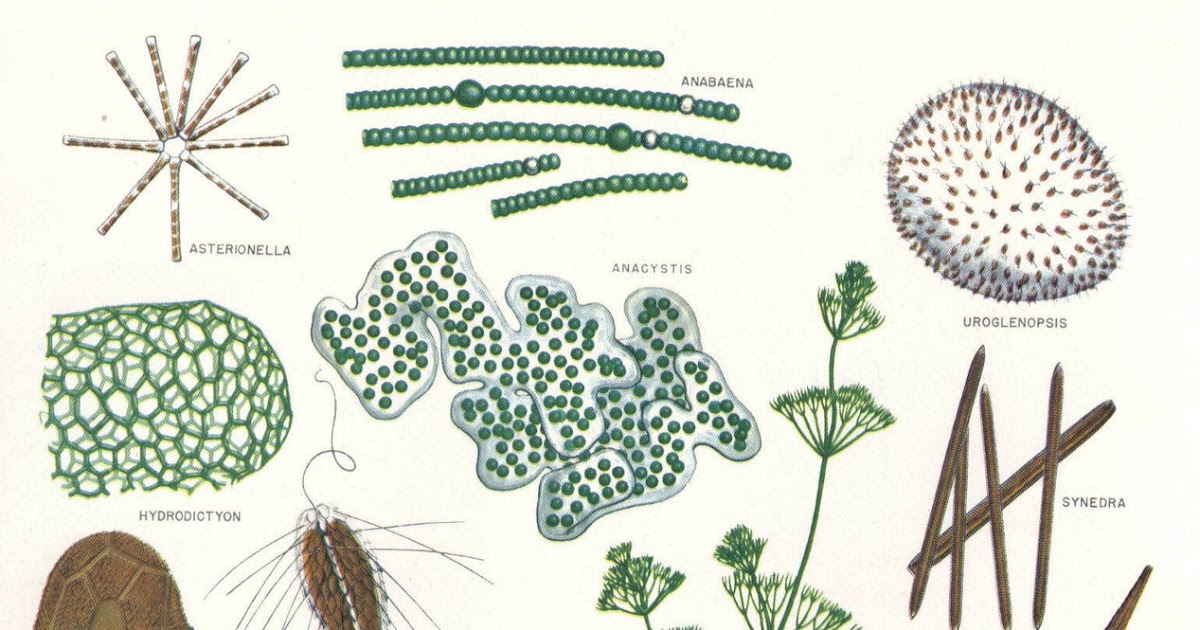 PROTISTA MENYERUPAI TUMBUHAN ~ Bio blogspot