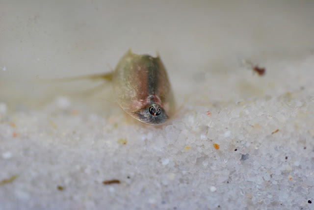 Das wahre Leben - So´n büschen bekloppt ist ja ok.: Triopse-im Aquarium ...