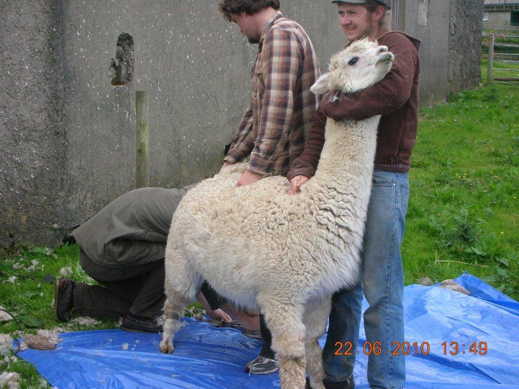 Alpacas of Lewis: Alpaca Shearing