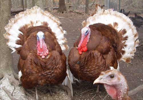 My Bourbon Red Turkey Adventure