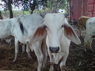 Lembu Hidup KK,Brahman,Chevrolet,Local etc...harga runtuh!!!!!
