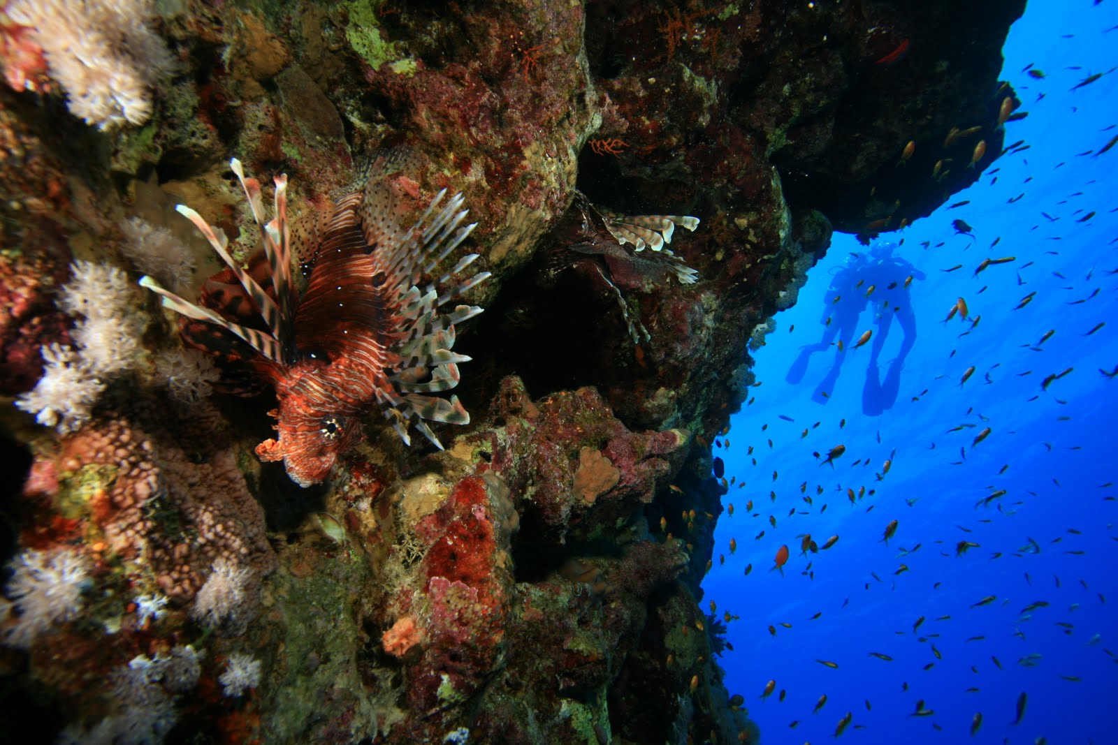 From Sea to Sea ...: The Red Sea & the Blue Hole