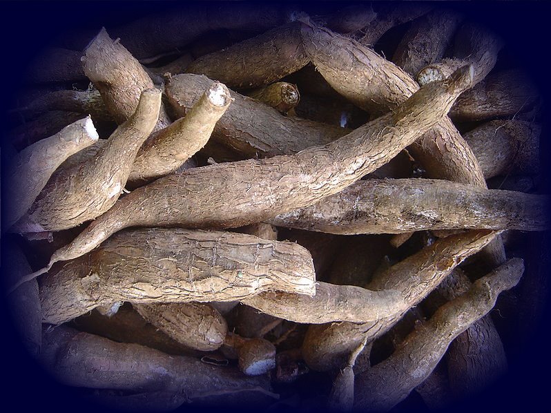 PLANTAS TOXICAS: MANDIOCA-BRAVA-Manihot utilissima Pohl (Manihot ...